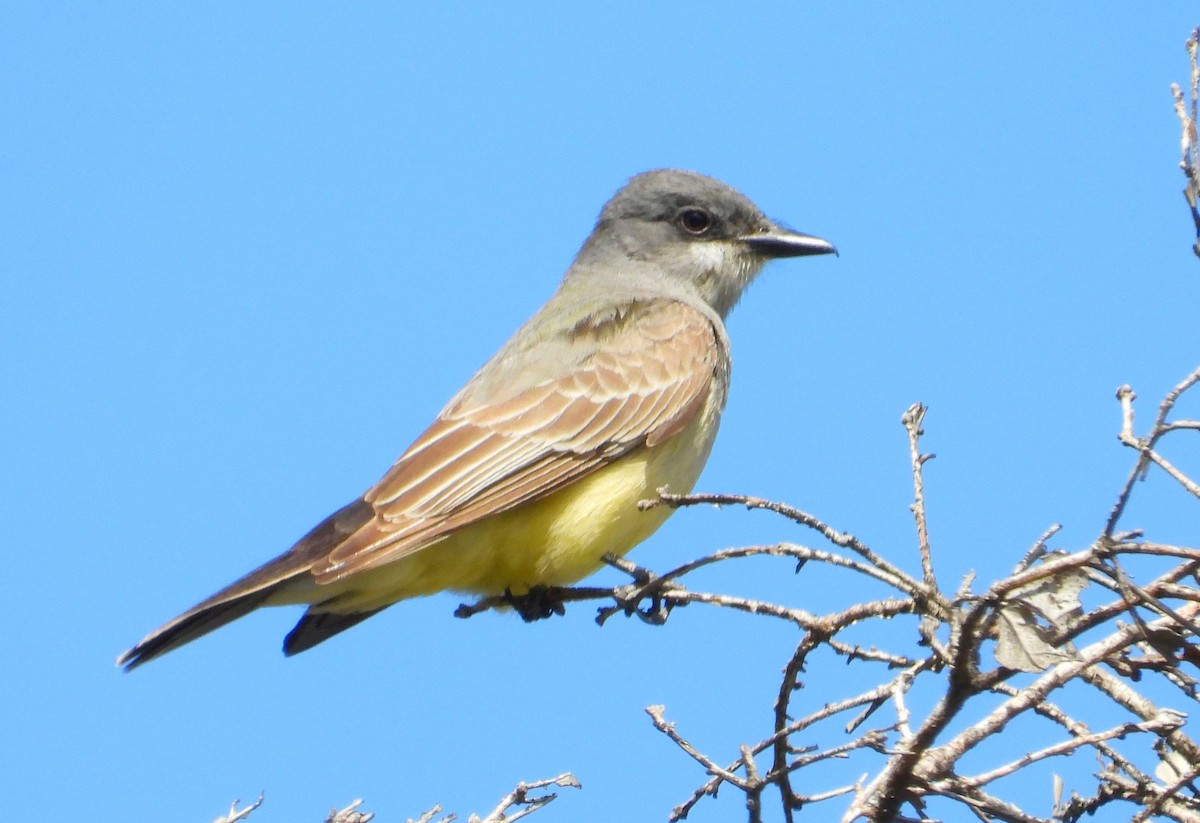 eBird Checklist - 27 Mar 2022 - Cole Canyon Trail (Murrieta) - 24 species