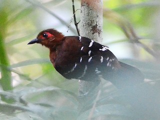 Reddish-winged Bare-eye - eBird