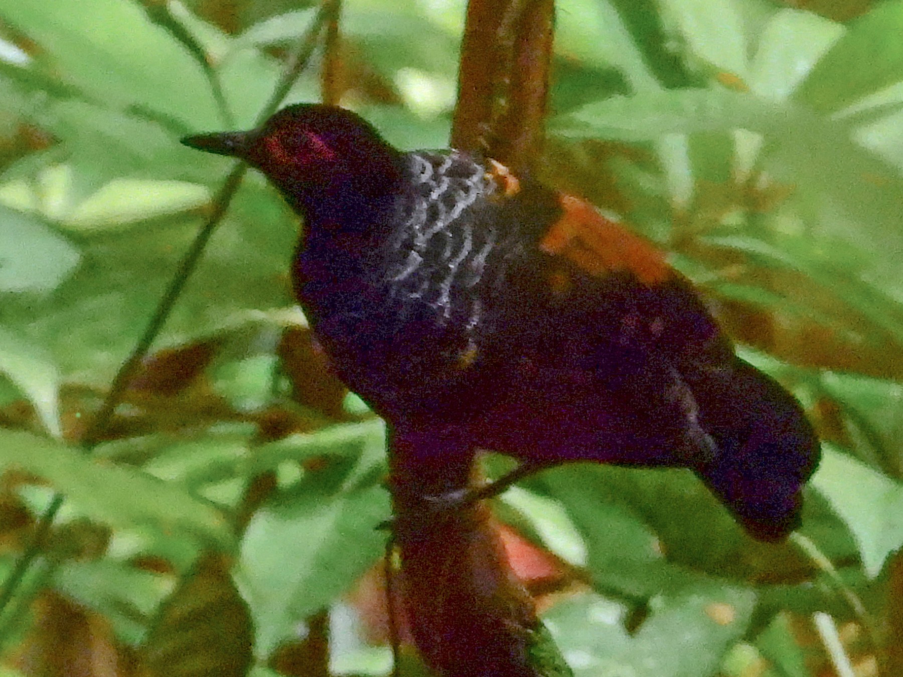 Reddish-winged Bare-eye - eBird