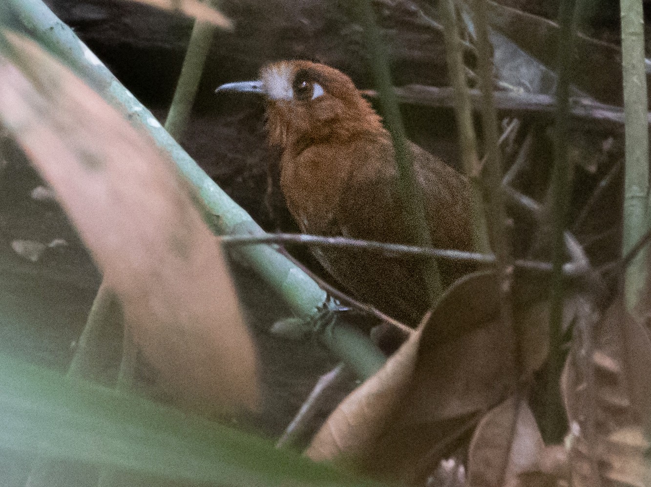 Pale-faced Bare-eye - eBird