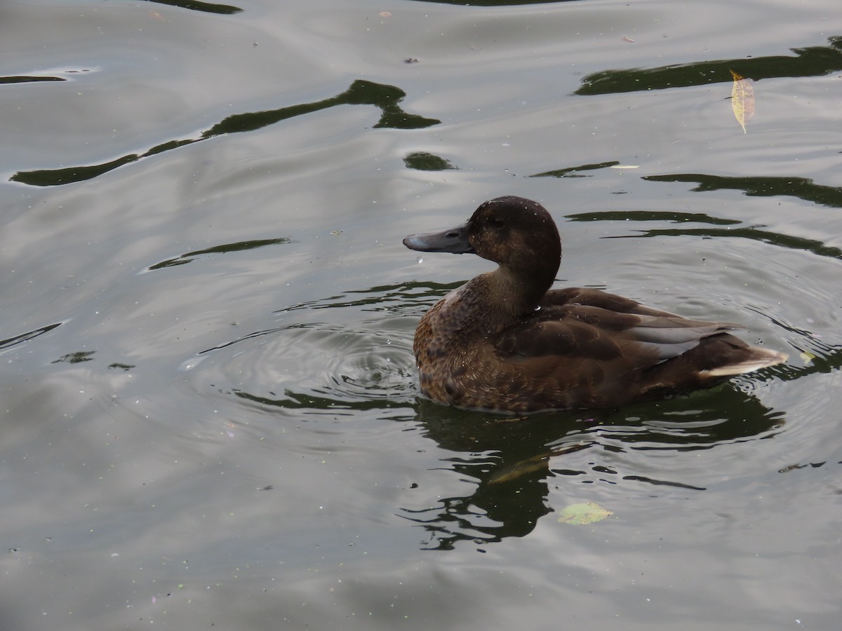 Mallard x Common Pochard (hybrid) - eBird