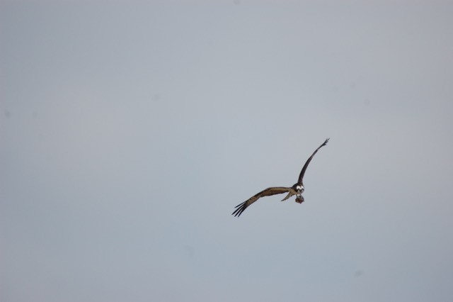 eBird Checklist - 15 Apr 2022 - Kerr WMA--Spring Trap - 6 species