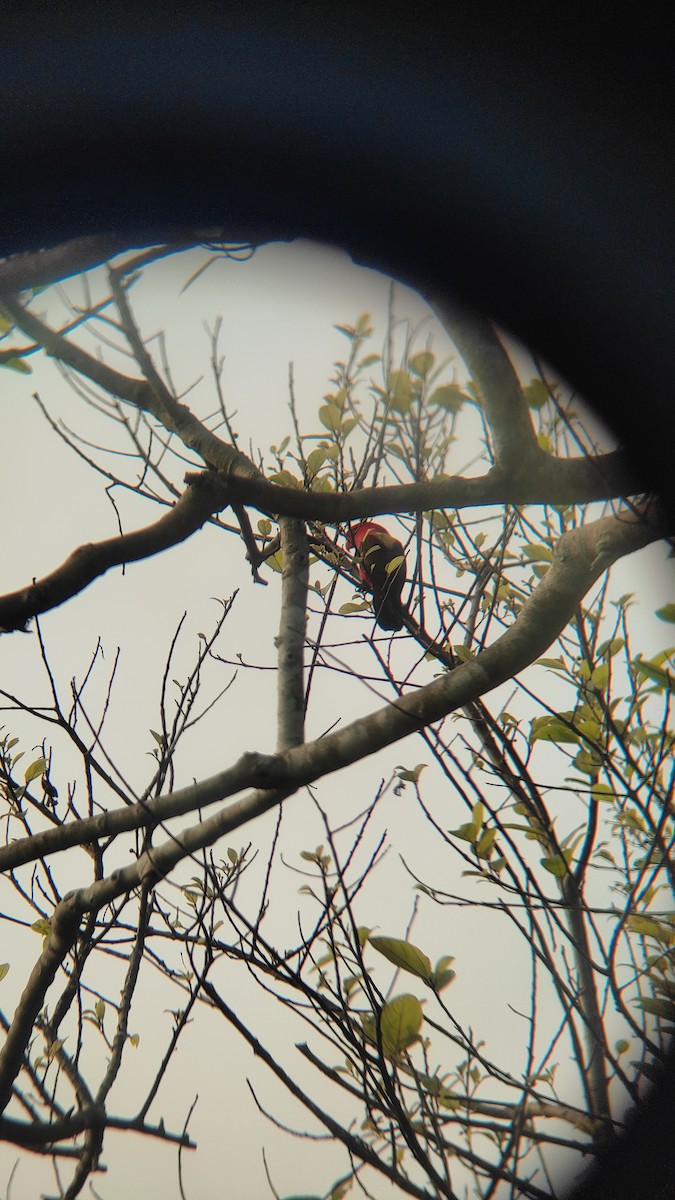 eBird India Checklist - 21 Apr 2022 - Aluva--Madirathpadam--Wetland ...