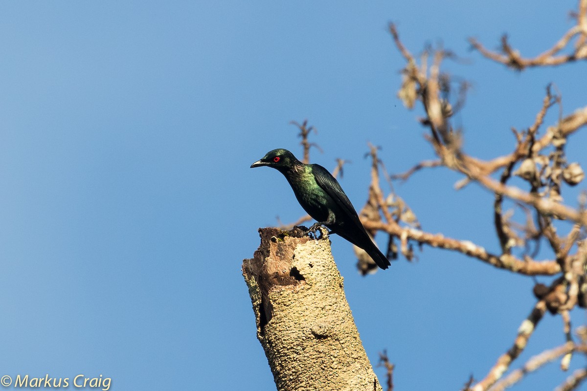 Short-tailed Starling - Aplonis minor - Birds of the World
