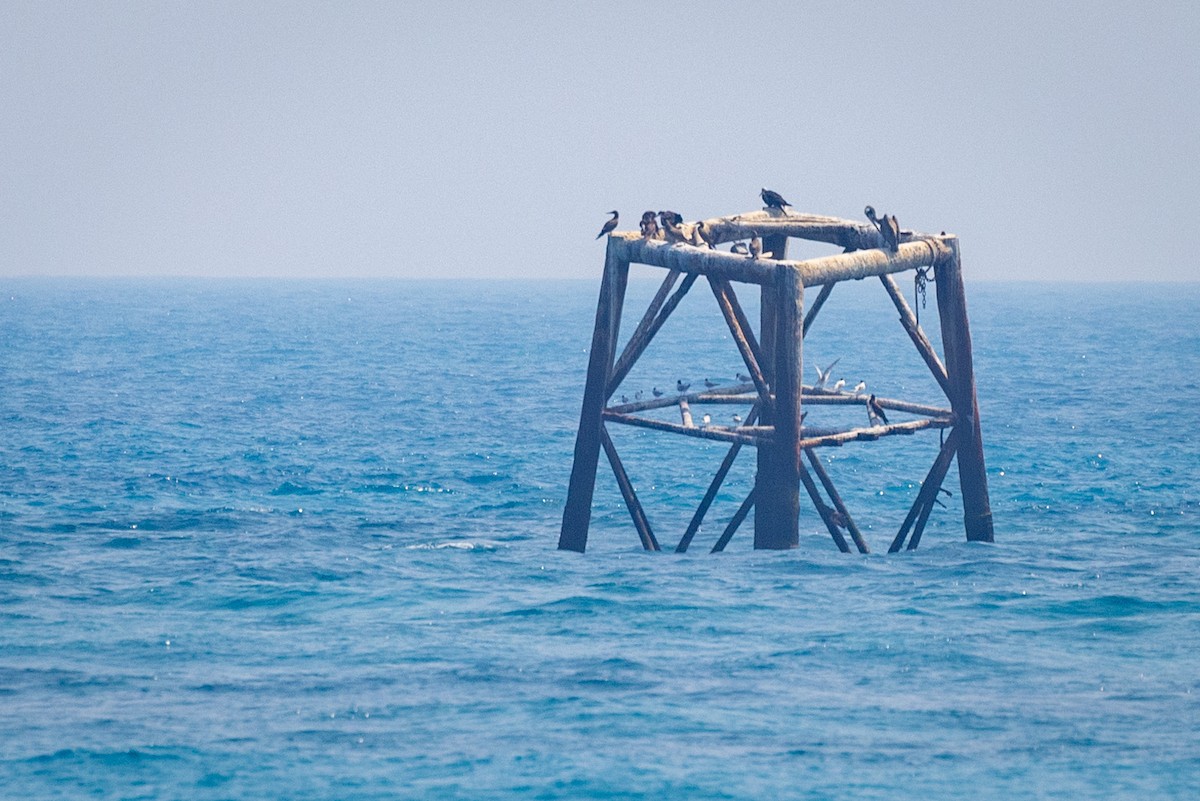 eBird Checklist - 2 Apr 2022 - Rebecca Shoals Light - 6 species (+2 ...