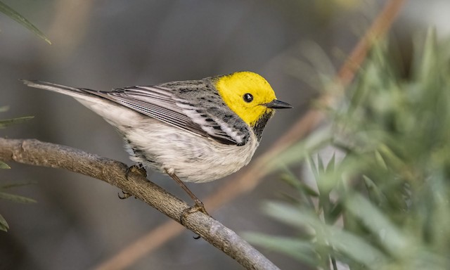 Hermit Warbler