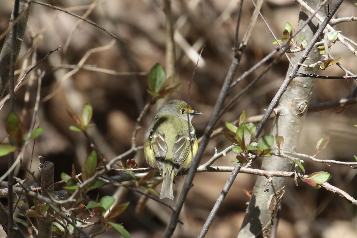 eBird Checklist - 22 Apr 2022 - Marblehead Neck Wildlife Sanctuary ...