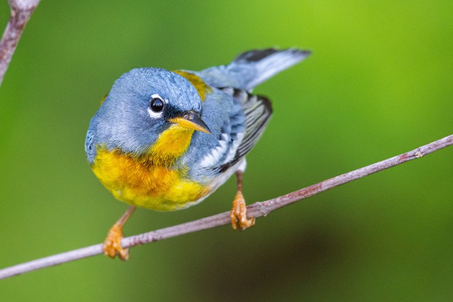 Northern Parula