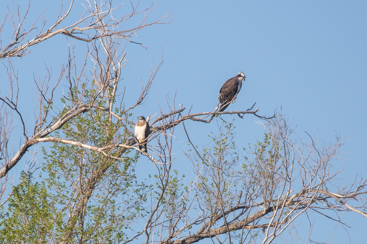 eBird Checklist - 22 Apr 2022 - Isleta Fishing Lakes - 20 species