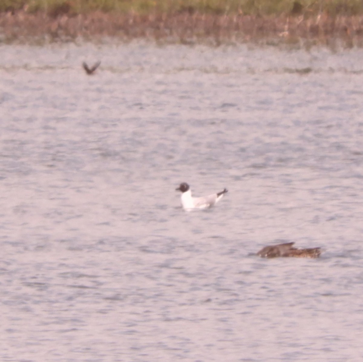eBird Checklist - 22 Apr 2022 - Merced NWR - 51 species