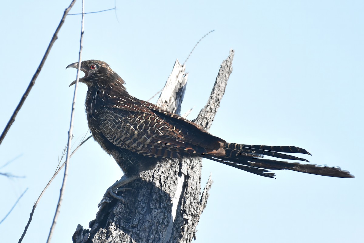 eBird Checklist - 23 Apr 2022 - Casuarina Coastal Reserve--Moth Block ...