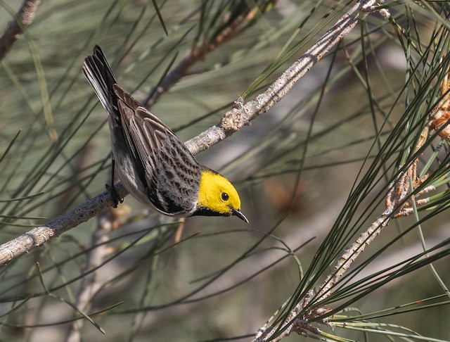 Hermit Warbler