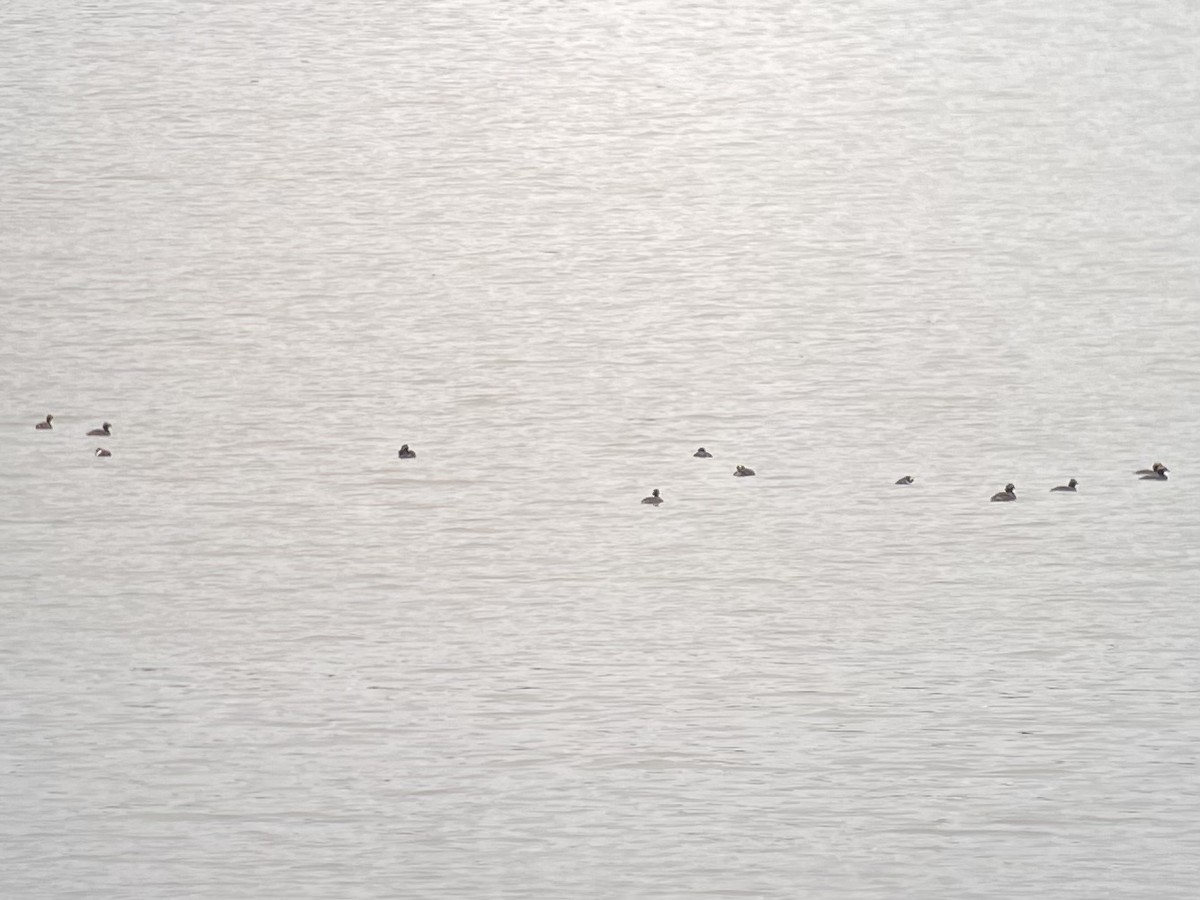 eBird Checklist - 24 Apr 2022 - Bob & Betty Cummings Memorial Park - 33 ...