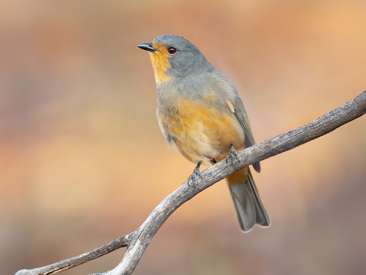 Red-lored Whistler - Pachycephala rufogularis - Birds of the World