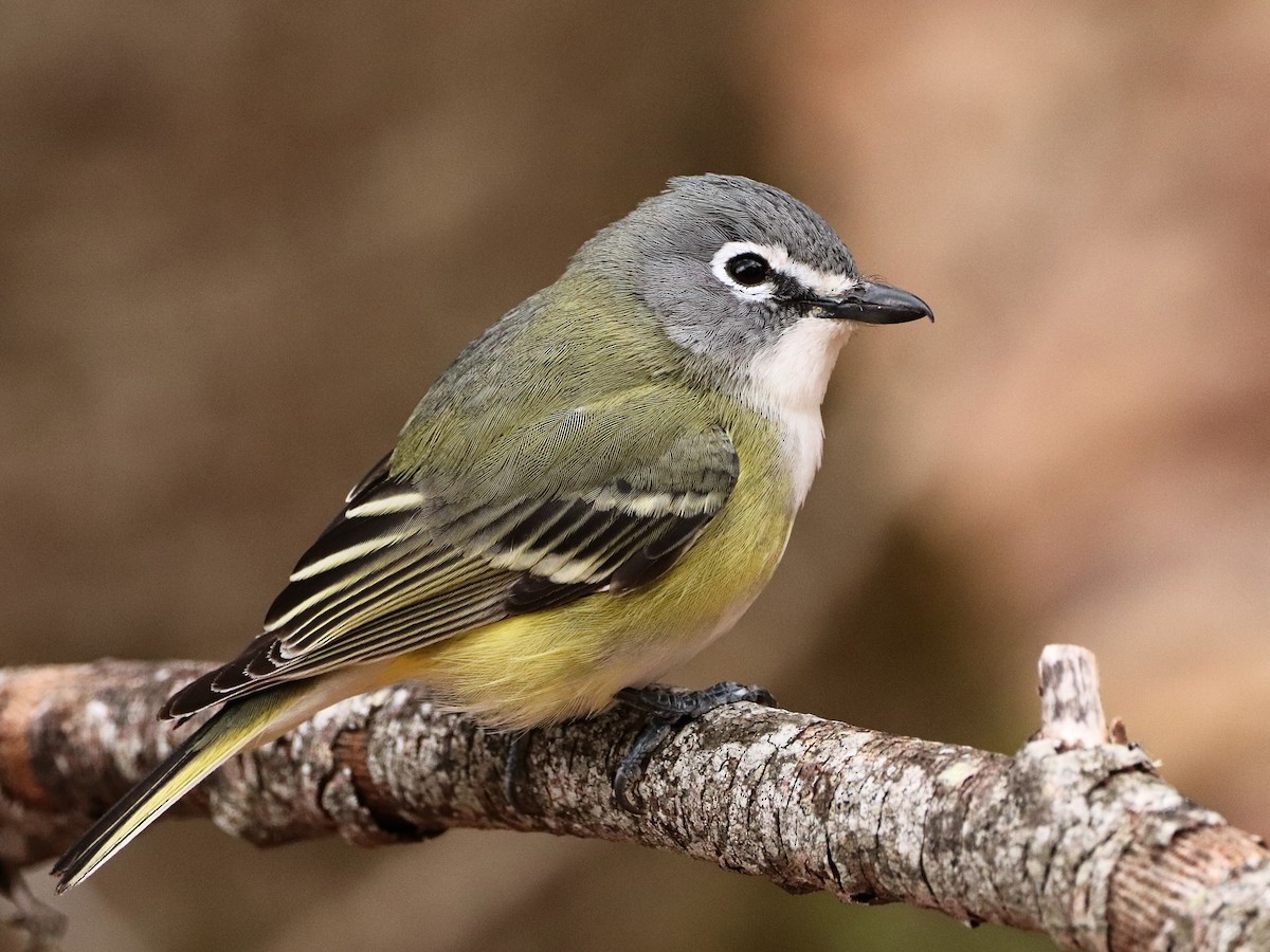 Blue-headed Vireo - Vireo solitarius - Birds of the World