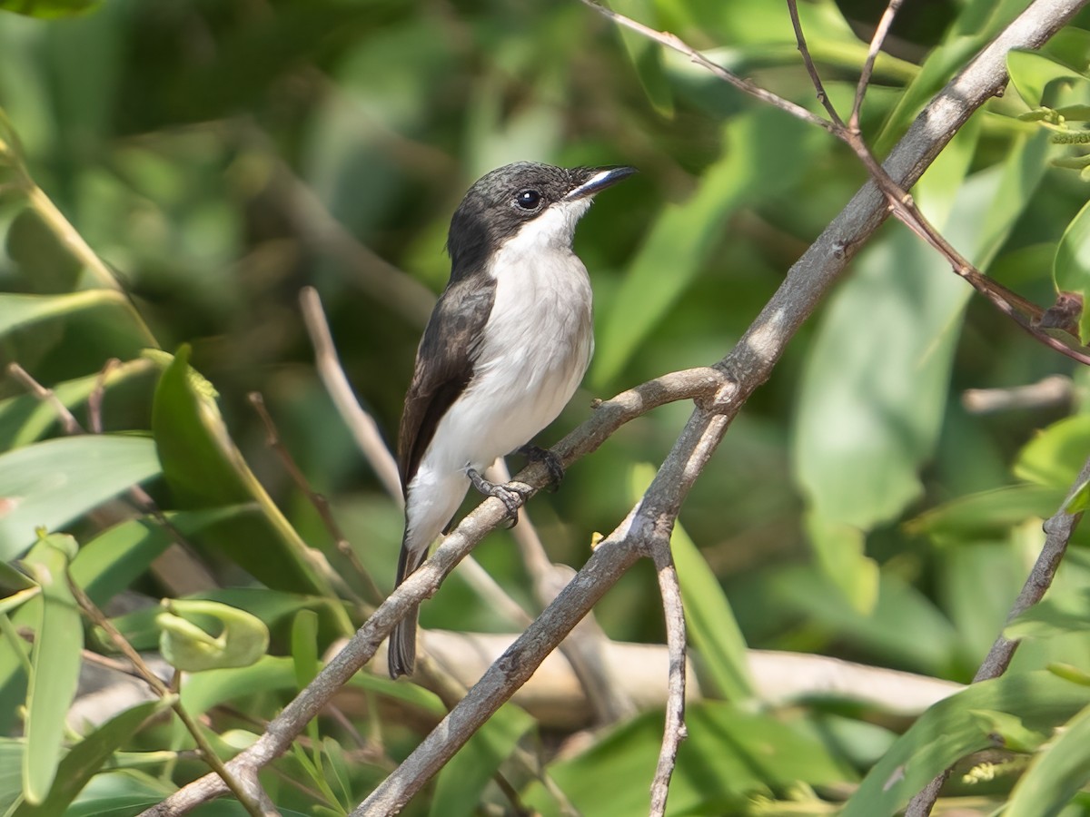 Black-winged Flycatcher-shrike - Hemipus hirundinaceus - Birds of the World