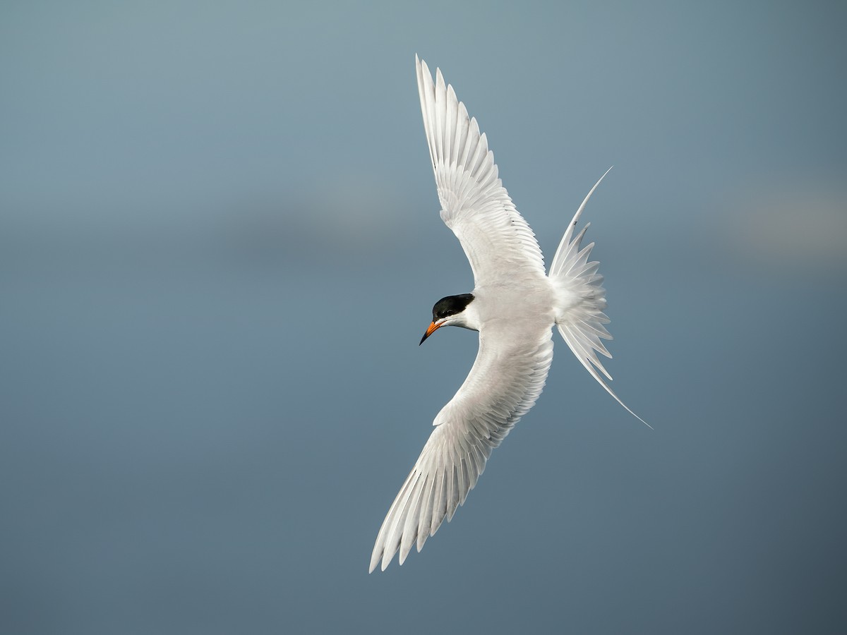 Forster's Tern - Sterna forsteri - Birds of the World