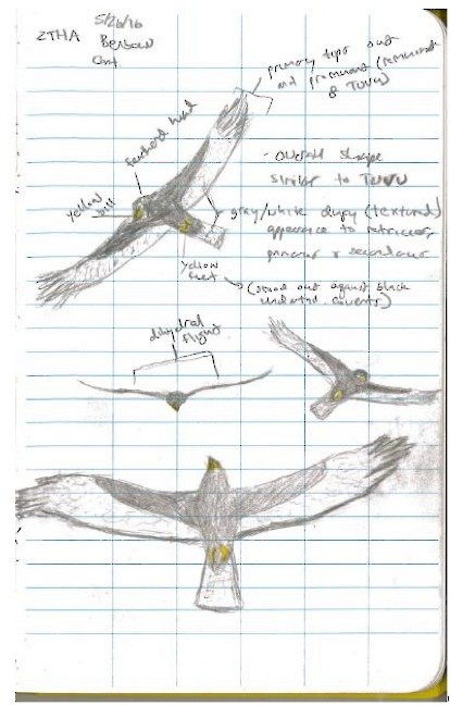 eBird Checklist - 26 May 2016 - Benbow Lake SRA - 1 species