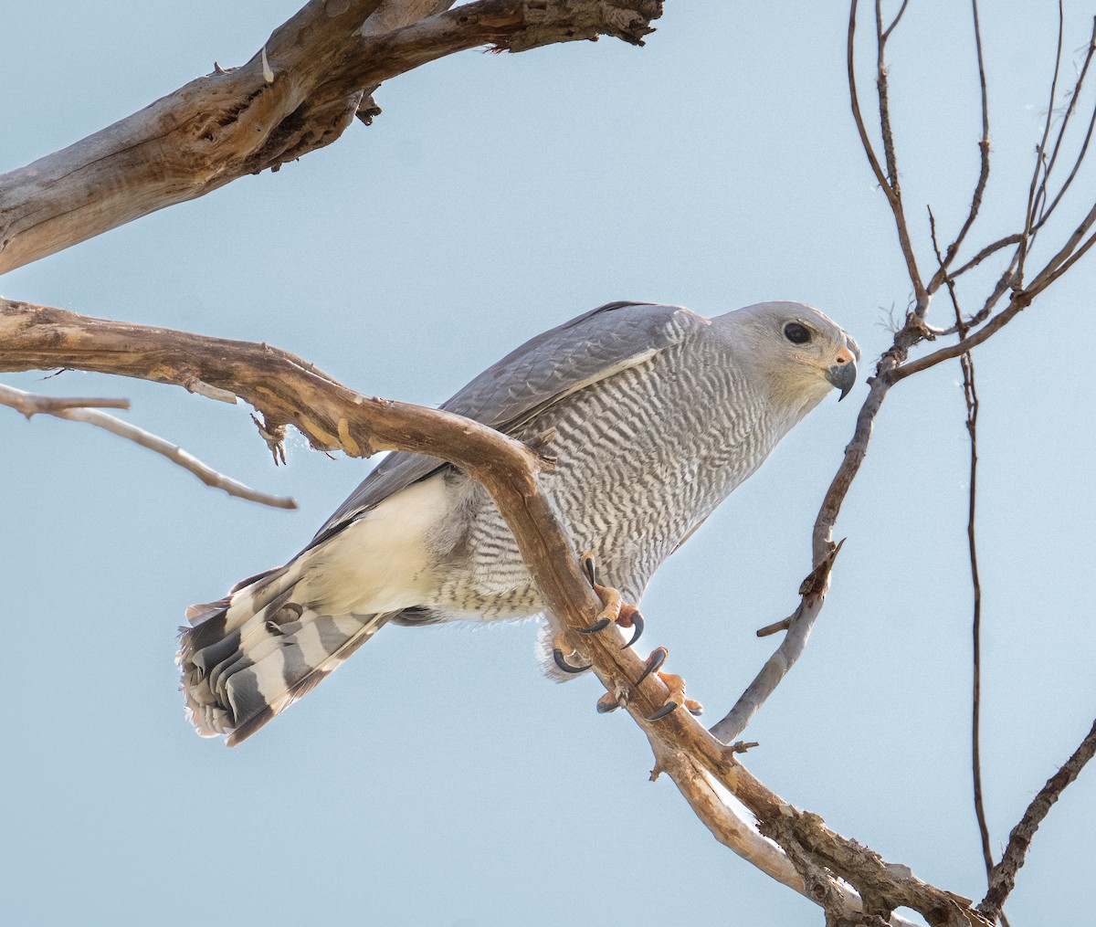 ML439785991 - Gray Hawk - Macaulay Library