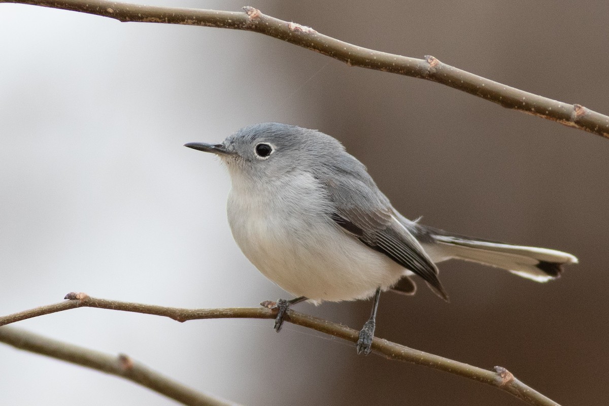 eBird Checklist - 16 Apr 2022 - Washita NWR - 53 species (+1 other taxa)