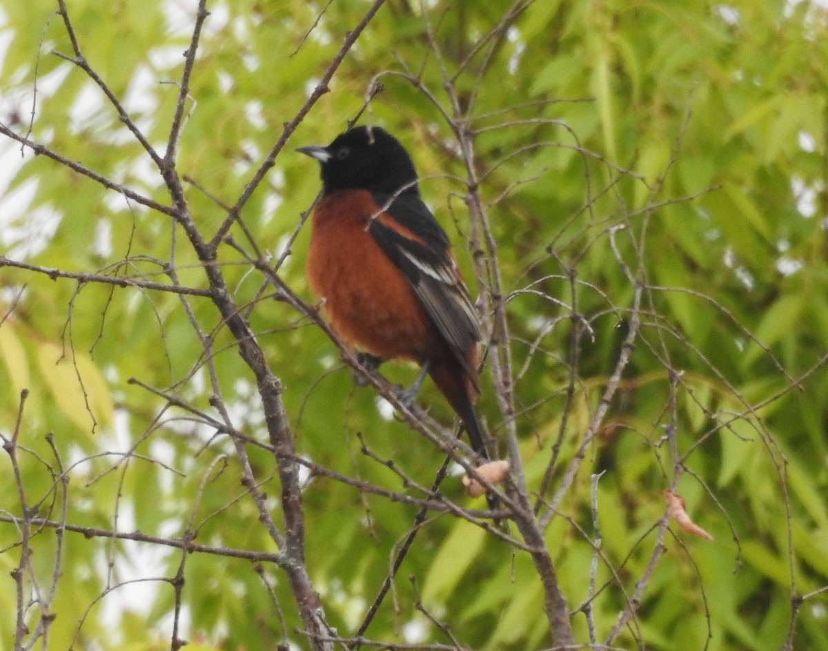 Maryland-DC Breeding Bird Atlas Checklist - 23 Apr 2022 - Davidsonville ...