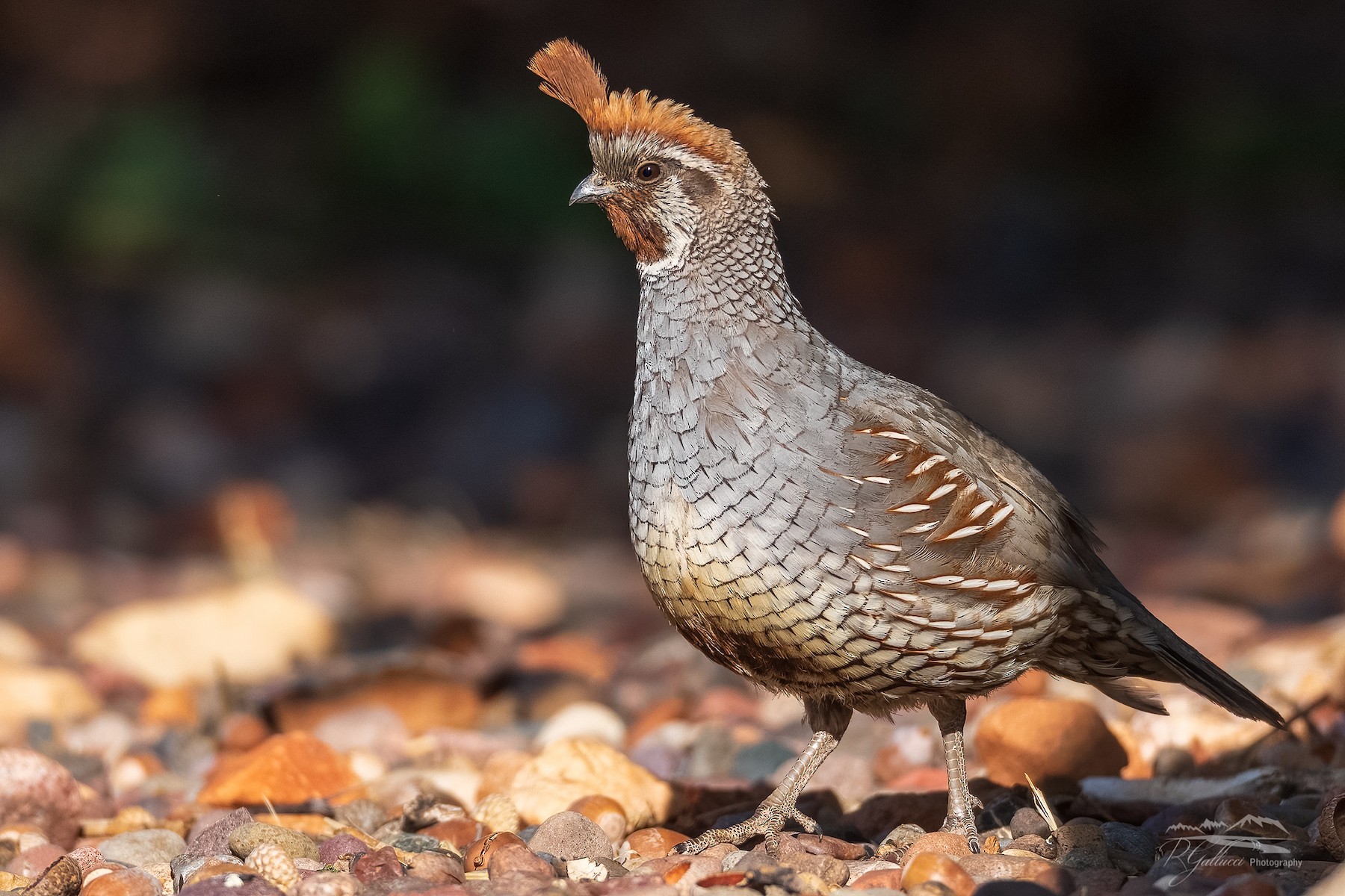 Scaled x Gambel's Quail (hybrid) - eBird