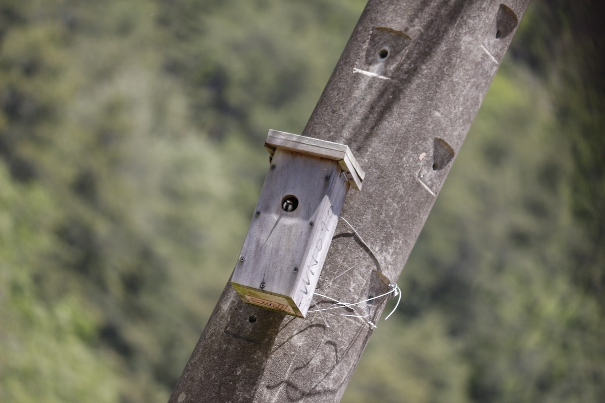 eBird Taiwan Checklist - 26 Apr 2022 - 和平區, 台中市, TW (24.361, 121.331 ...