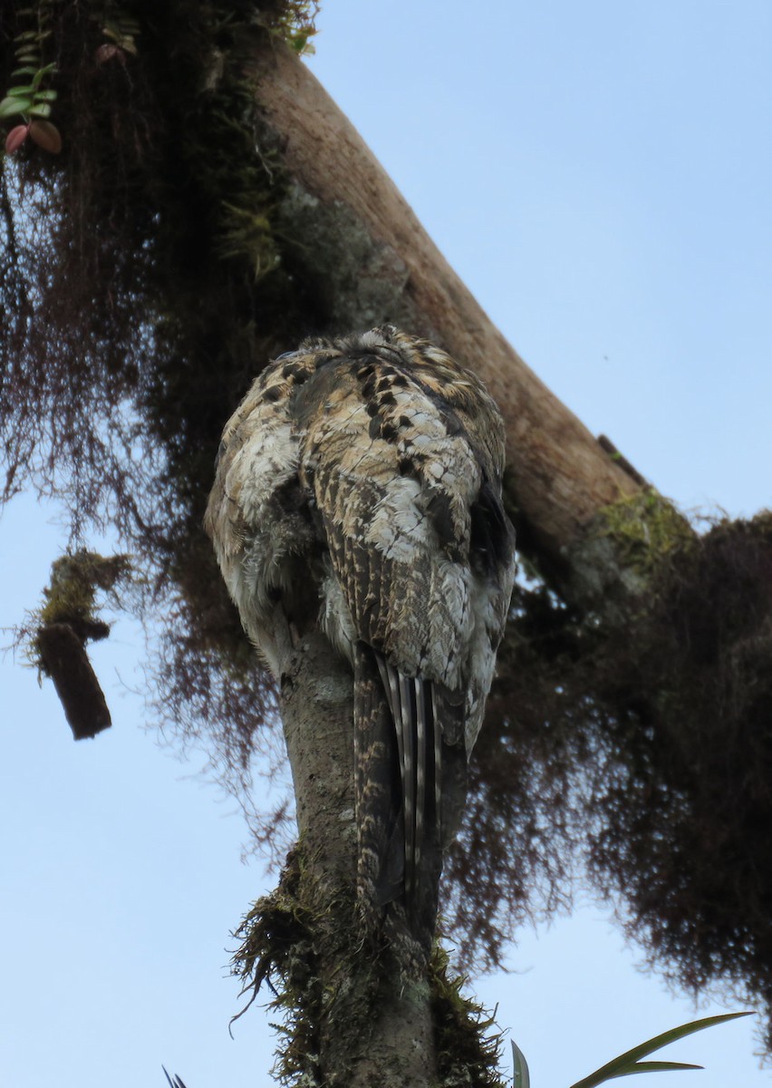 eBird Checklist - 23 Mar 2022 - Refugio Paz de las Aves (Angel Paz ...