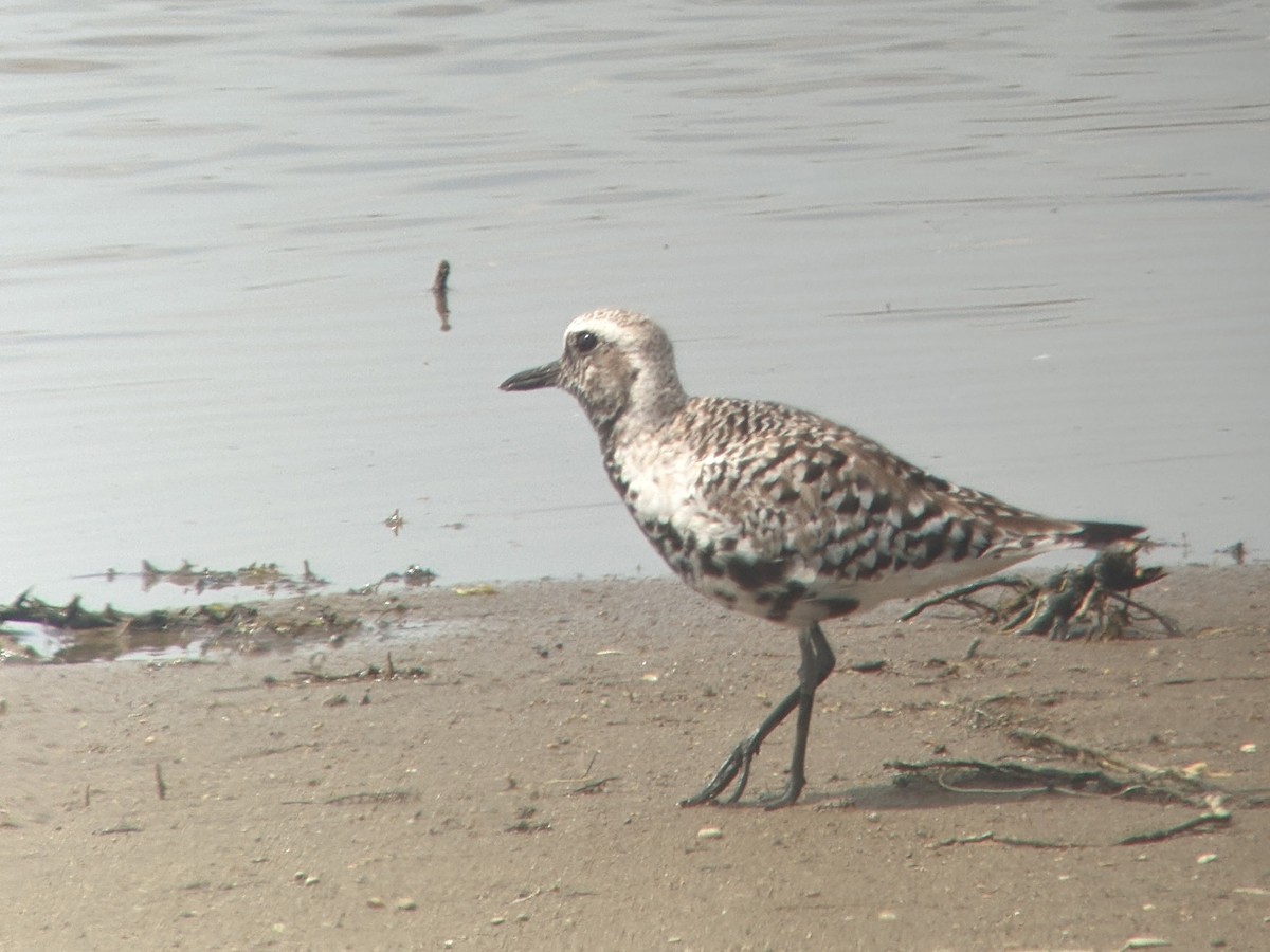 Pennsylvania eBird Checklist - 25 Apr 2022 - Presque Isle SP--Gull Pt. - 67 species