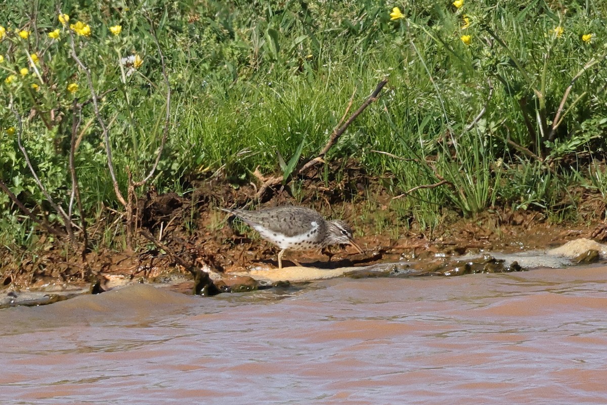 eBird Checklist - 27 Apr 2022 - Harpo Rd. - 6 species