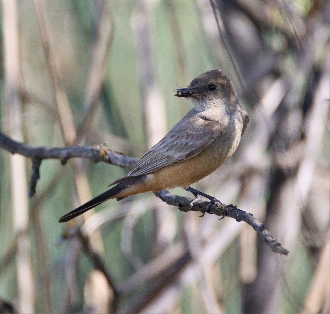 eBird Checklist - 27 Apr 2022 - Rangeland Rd. - 12 species (+1 other taxa)