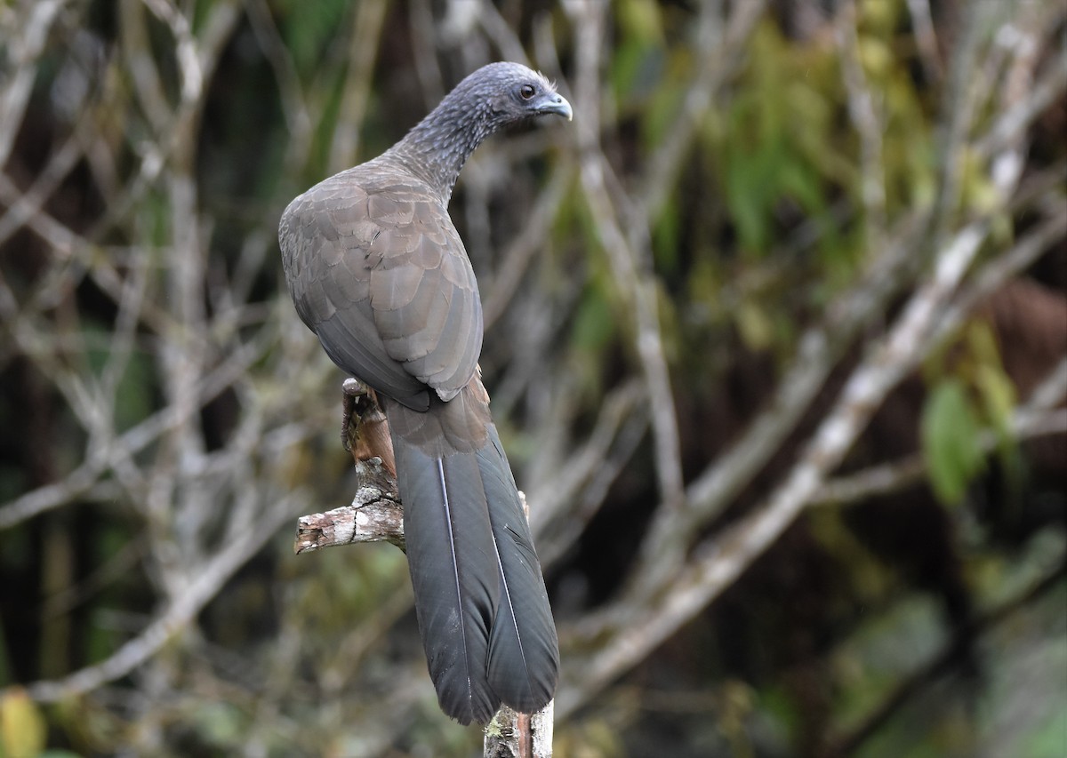 eBird Colombia Checklist - 9 Oct 2021 - Casa Ashraya, Refugio De Aves ...