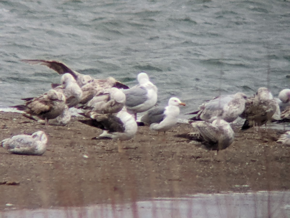 eBird Checklist - 27 Apr 2022 - Presque Isle SP--Gull Pt. - 23 species (+1 other taxa)