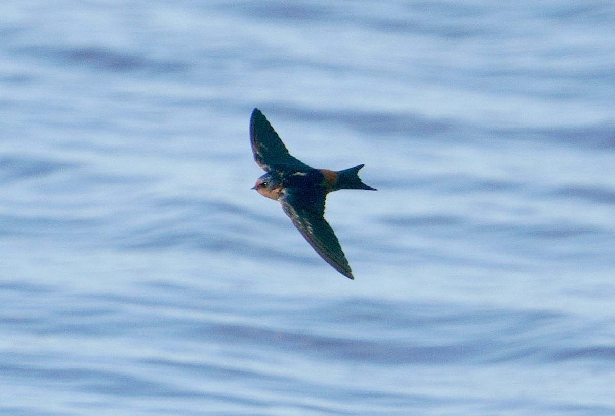 Barn x Cave Swallow (hybrid) - eBird