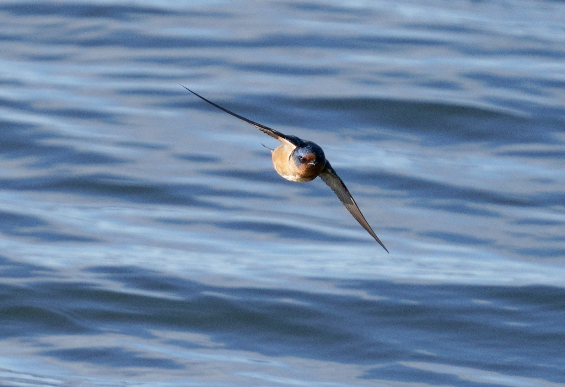 Barn x Cave Swallow (hybrid) - eBird
