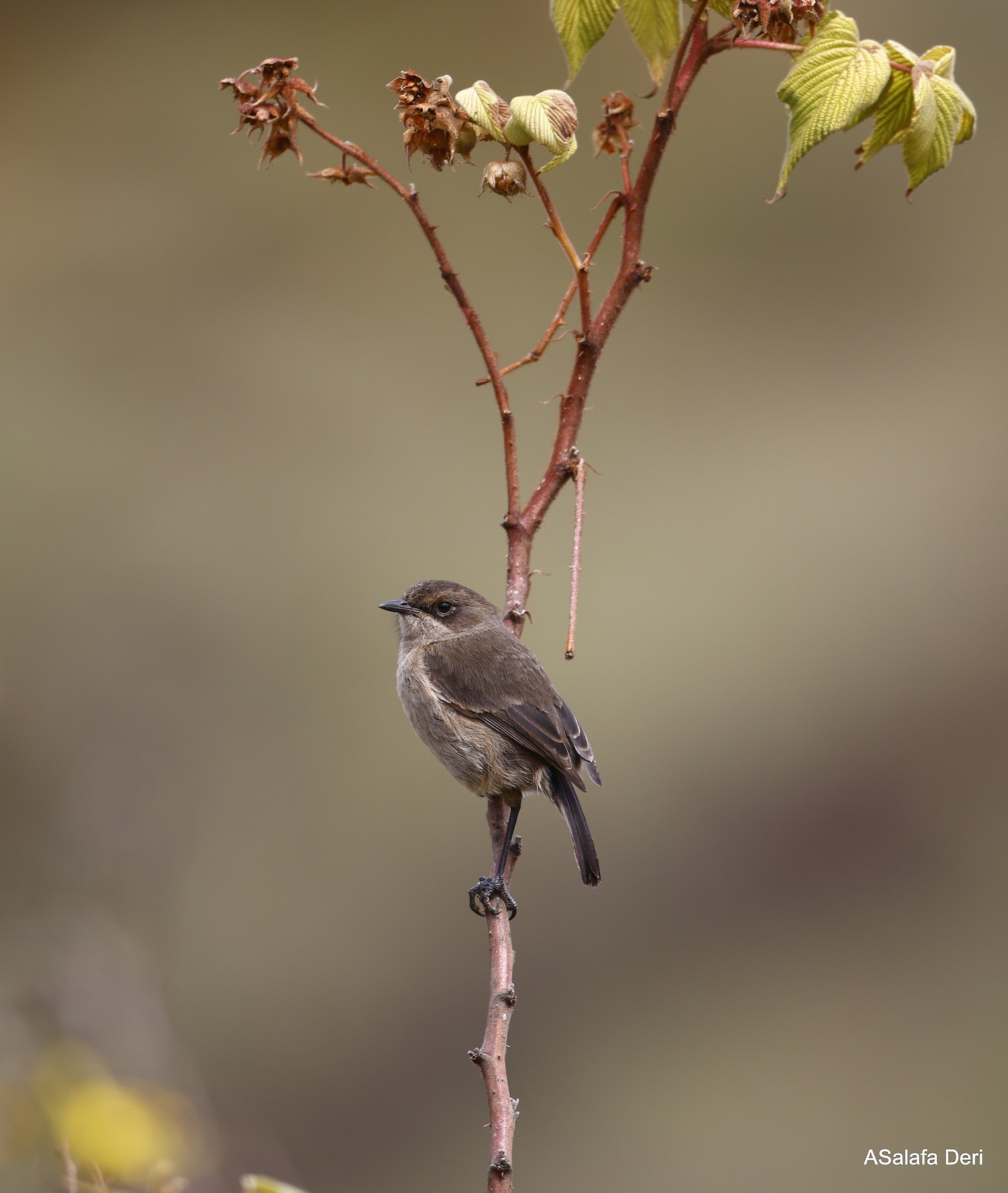 Moorland Chat (Mt. Kenya) - eBird