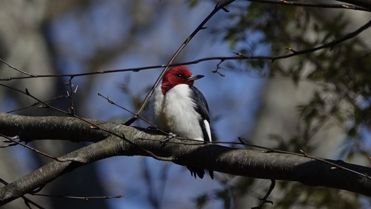 eBird Checklist - 29 Apr 2022 - Rockefeller SP Preserve - 11 species