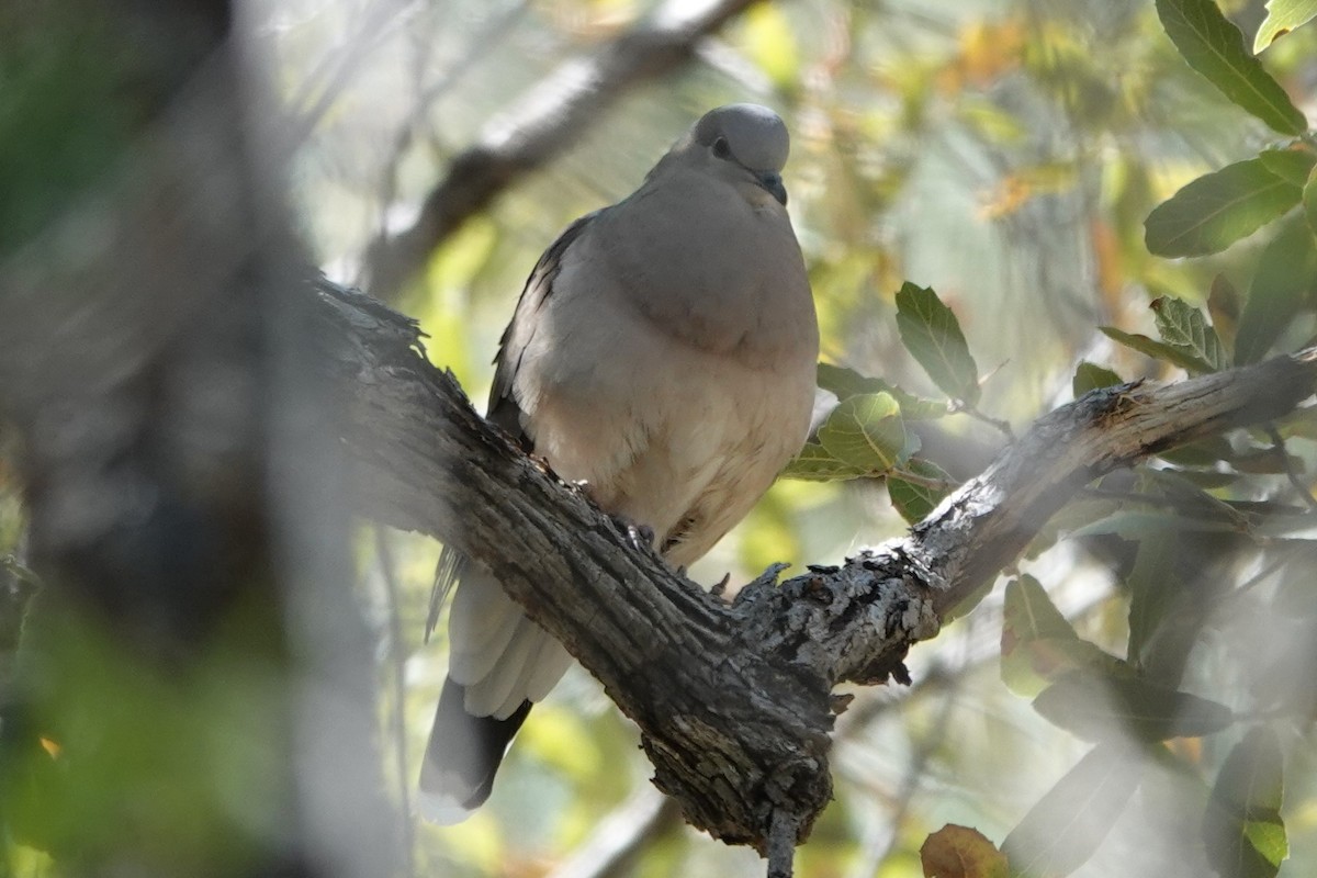 eBird Checklist - 29 Apr 2022 - Garden/Scheelite Canyon confluence - 5 ...