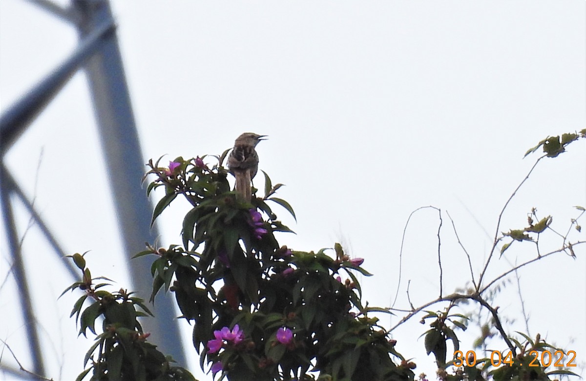 eBird Checklist - 30 Apr 2022 - Muang Nan--Kasi pass NW - 12 species
