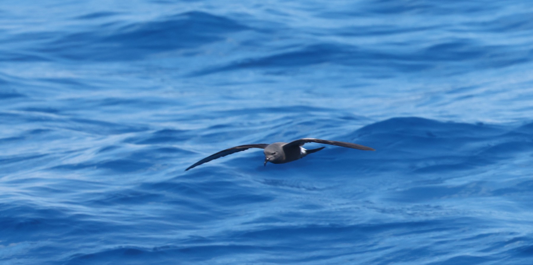 storm-petrel sp. (white-rumped) - eBird