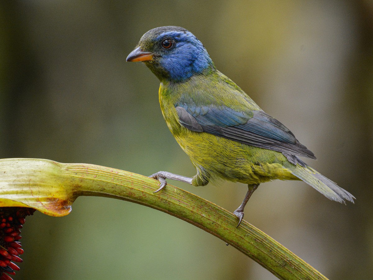 Moss-backed Tanager - Bangsia edwardsi - Birds of the World
