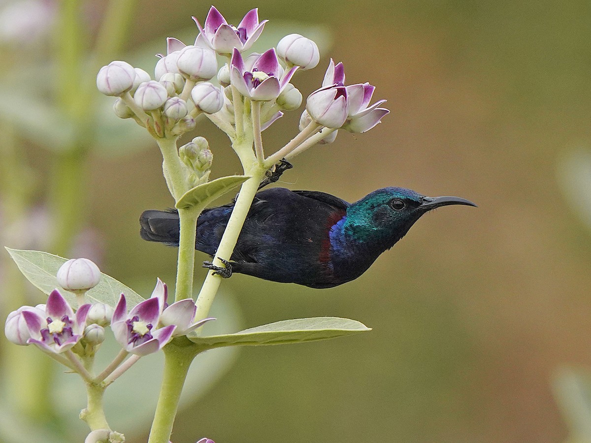 Purple Sunbird - Cinnyris asiaticus - Birds of the World