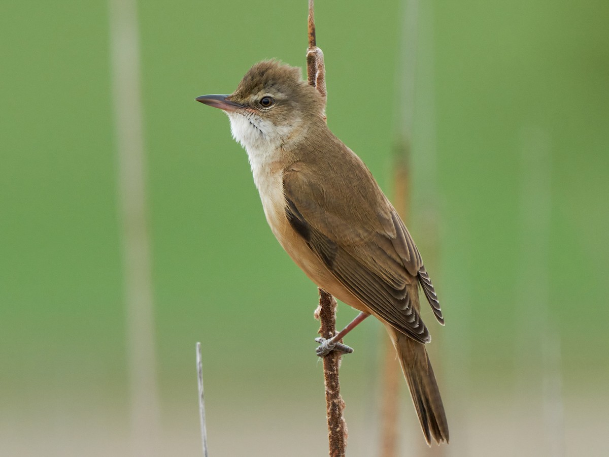 Great Reed Warbler - Acrocephalus arundinaceus - Birds of the World