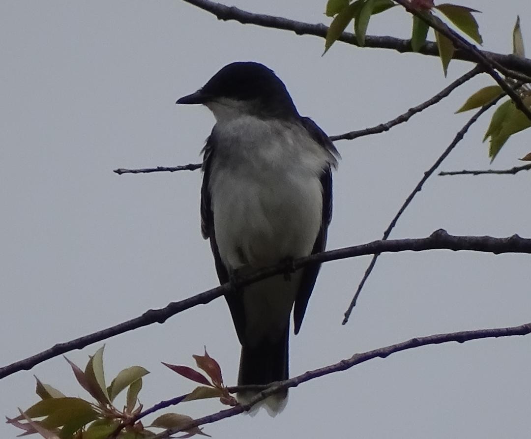 eBird Checklist - 30 Apr 2022 - River Styx Park - 44 species