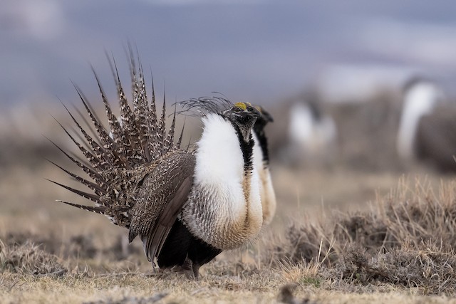Greater Sage Grouse Gif