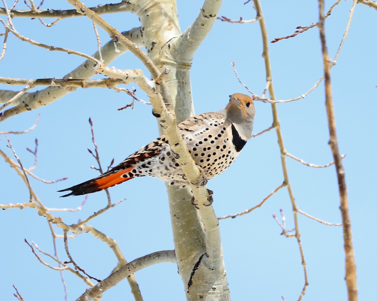eBird Checklist - 30 Apr 2022 - Powder Ridge Village & Feeder - 9 species