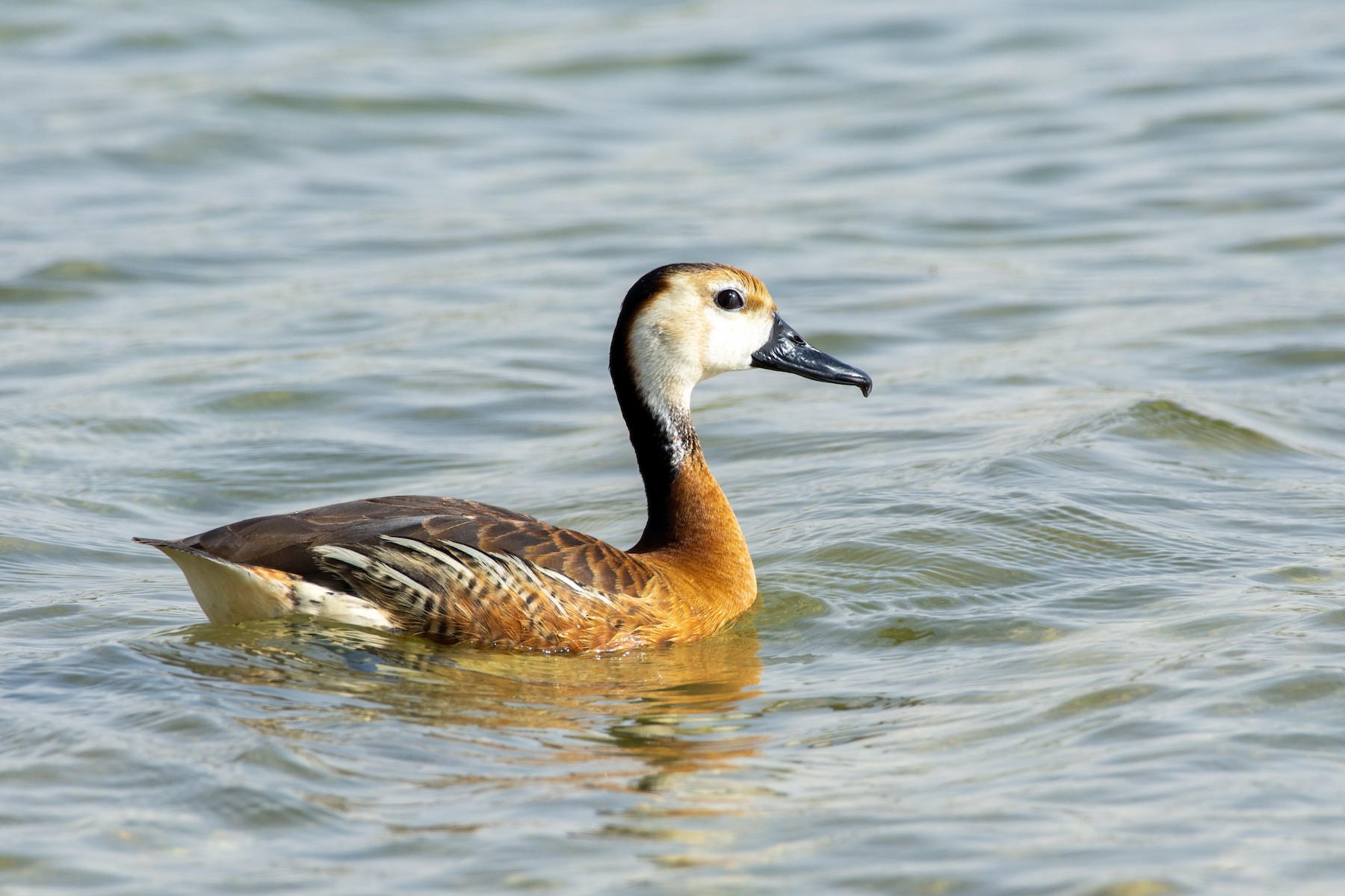 White-faced x Fulvous Whistling Duck (hybrid) - eBird