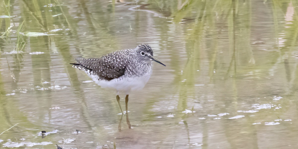 eBird Checklist - 1 May 2022 - C&O Canal--Violette's Lock - 33 species ...