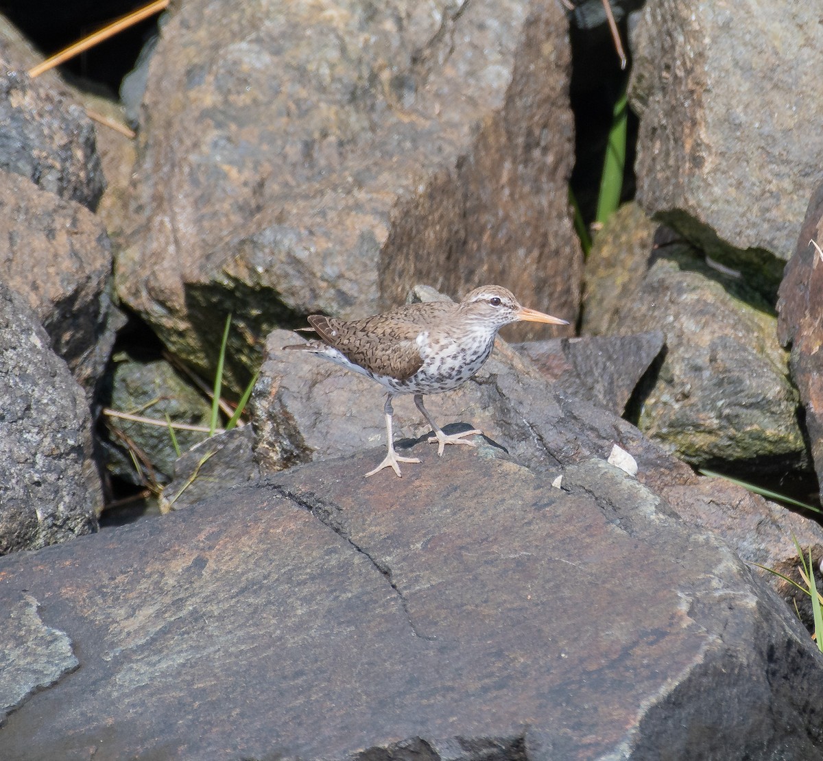 Maryland-DC Breeding Bird Atlas Checklist - 30 Apr 2022 - Point Lookout ...