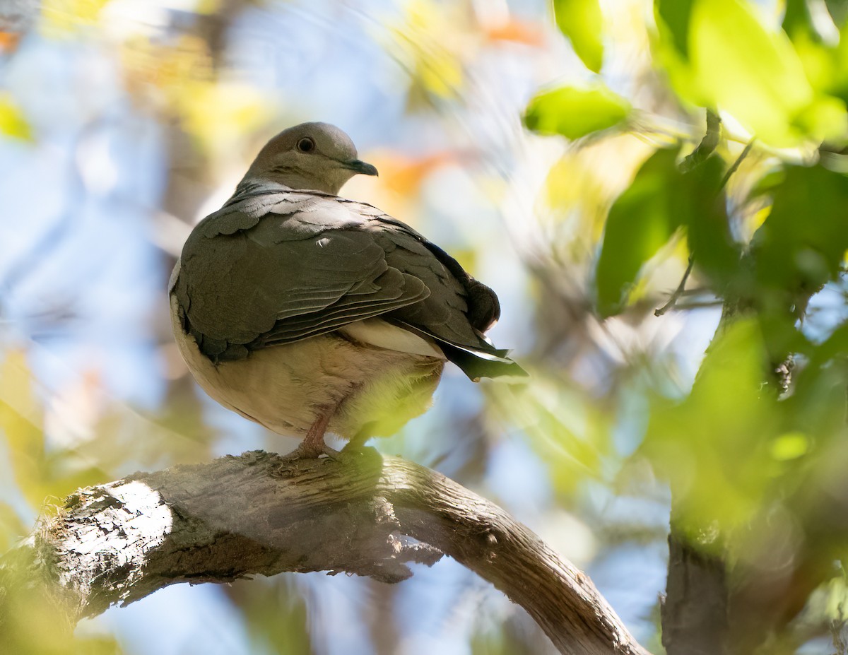 eBird Checklist - 1 May 2022 - Garden/Scheelite Canyon confluence - 10 ...